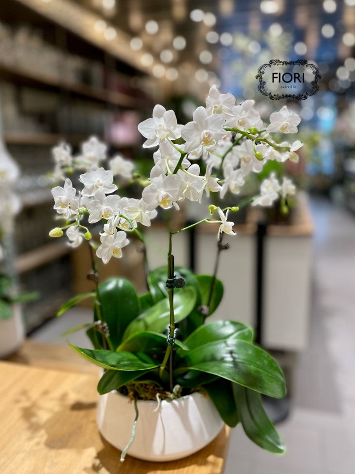 ORCHID & PLANT COLLECTION | Voted Best Florist – FIORI Oakville