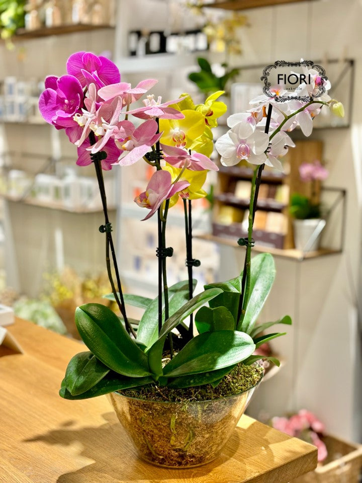 Colourful Orchid Garden | BEST FLORIST in Oakville – FIORI Oakville